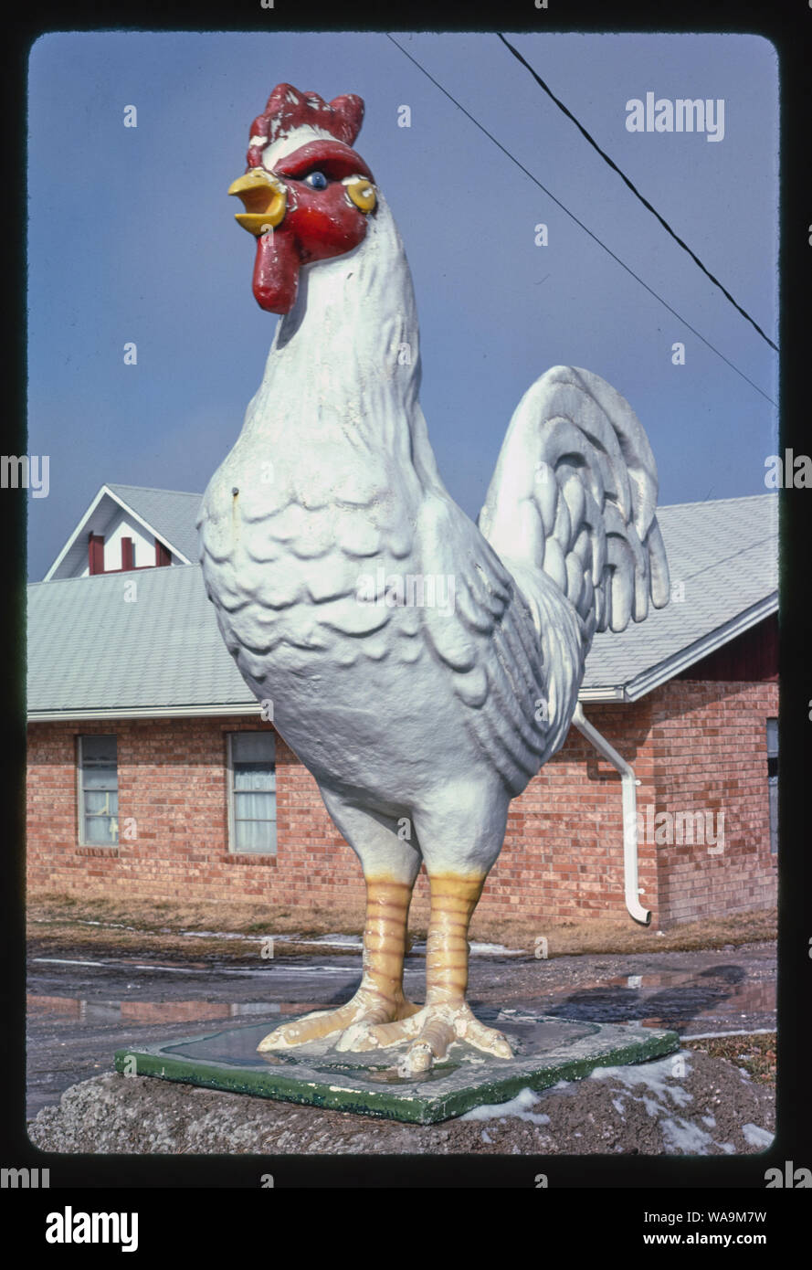 Chicken at Four State Poultry Supply, Route 65, Springdale, Arkansas ...
