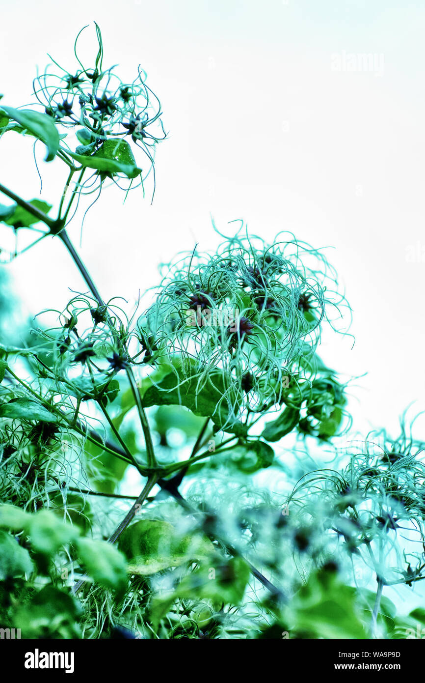 Filigree plant as autumn background with free space for copy Stock ...