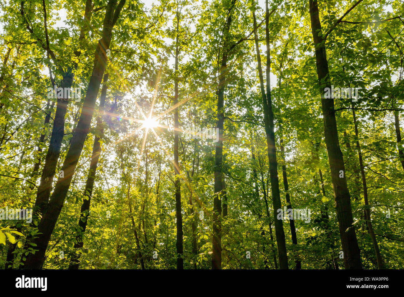 Morning in the deciduous forest. Rays of the sun. August among the ...
