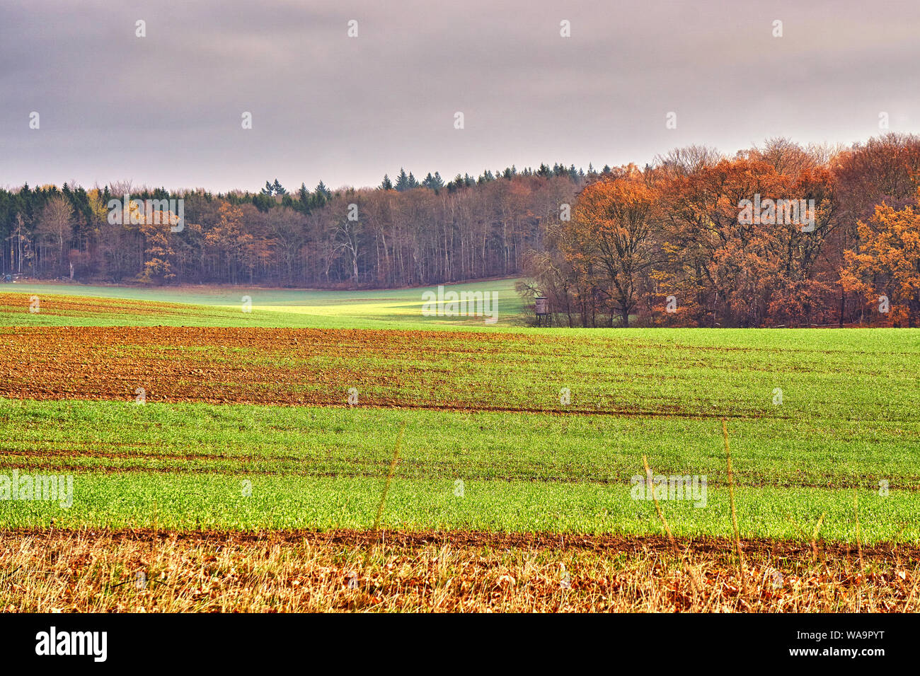 Hunting tower on a field at the forest edge. Autumn scenery with ...