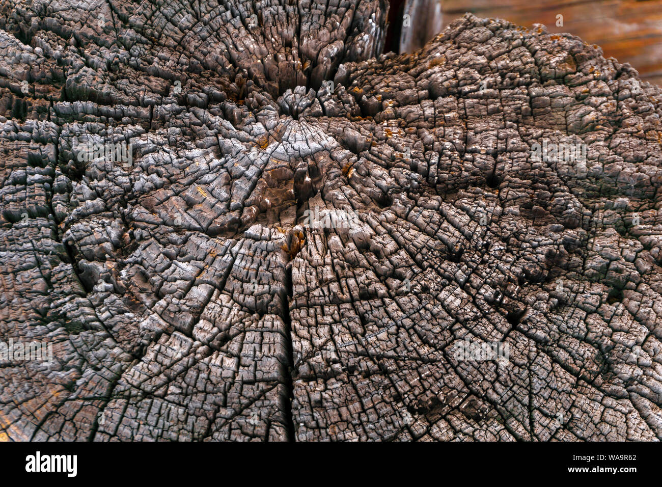 background, texture - end of a weathered log in the structure of an old ...