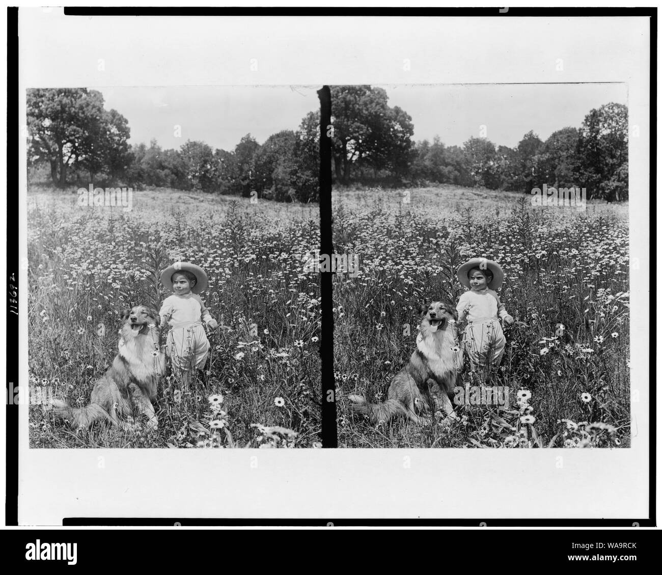 Countryside wildflowers Cut Out Stock Images & Pictures - Alamy