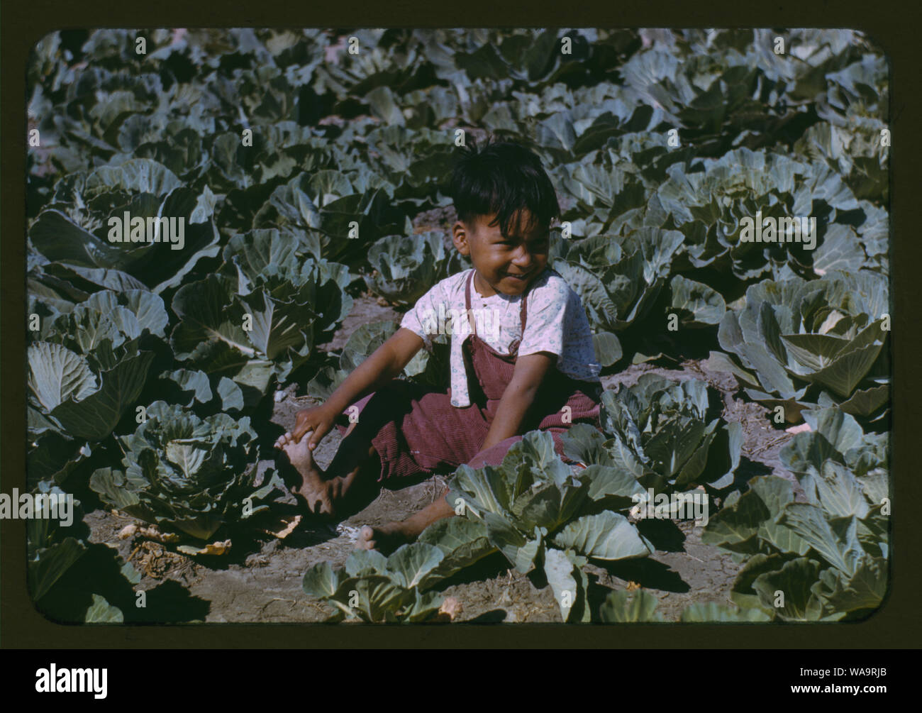 Child of a migratory farm laborer in the field during the harvest of ...