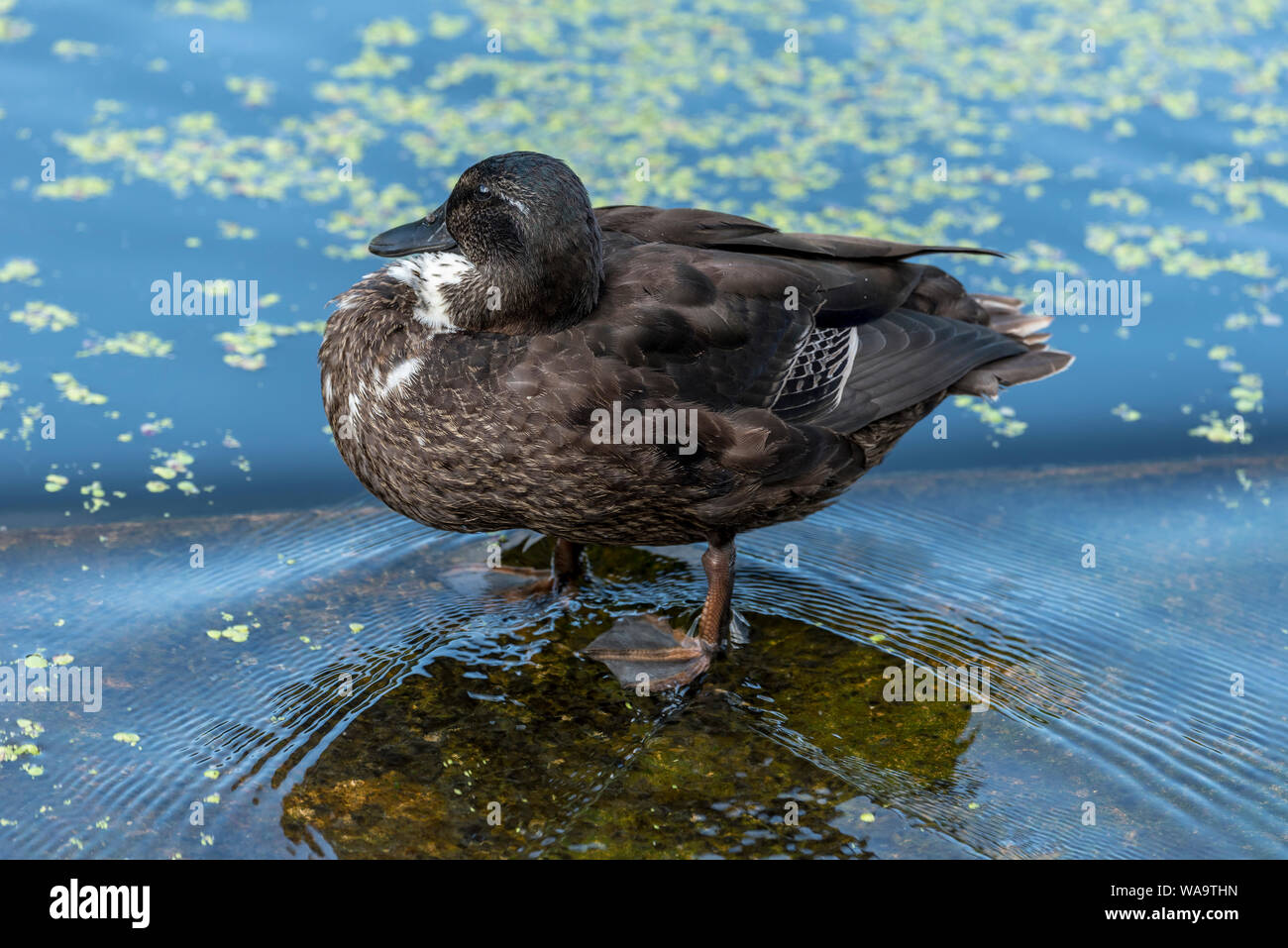 Unusually dark colouterd female Mallard duck Stock Photo - Alamy