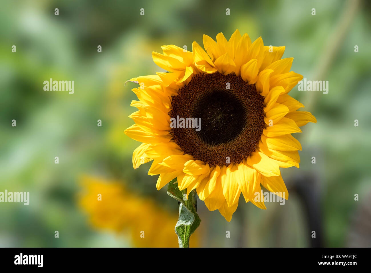 Sunflower bloom hi-res stock photography and images - Alamy