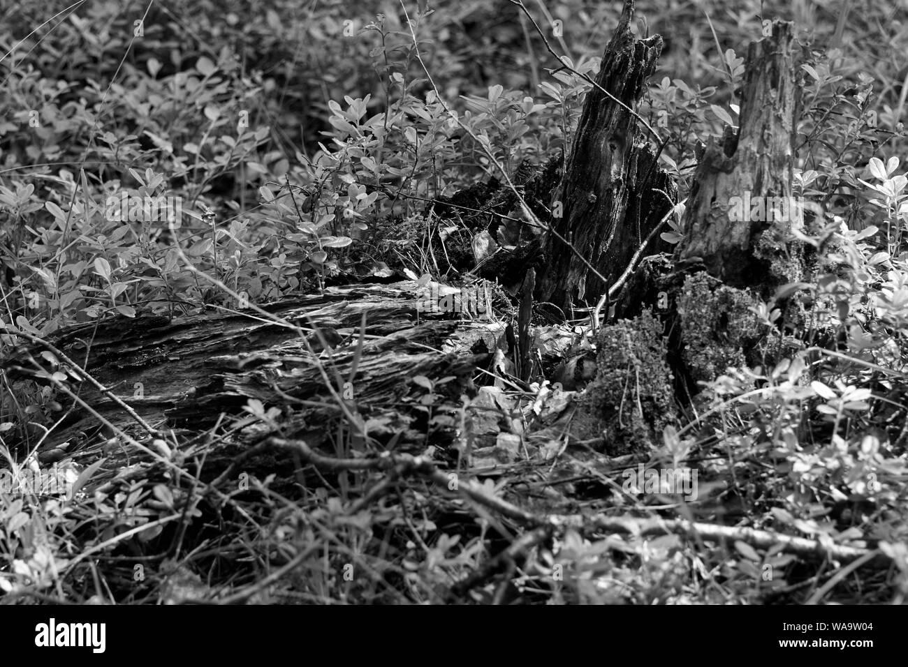 Old rotten tree stump Black and White Stock Photos & Images - Alamy