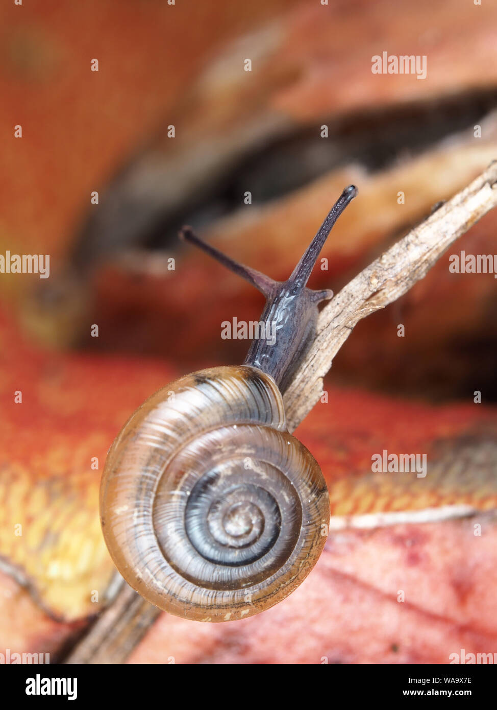 Little snails hi-res stock photography and images - Alamy