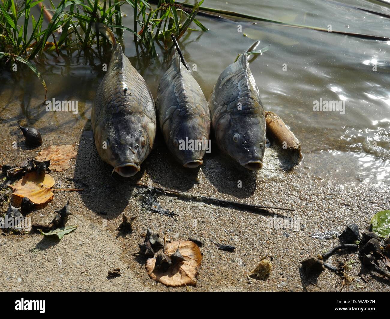 Koi herpes virus hi-res stock photography and images - Alamy