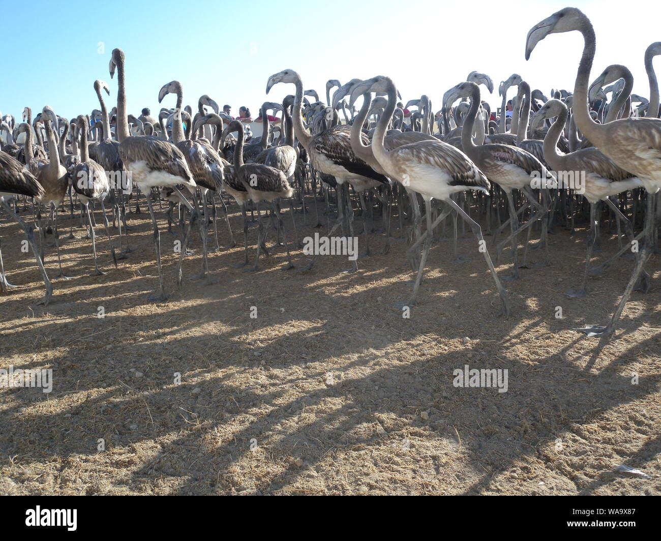 Pink flamingo chickens in Fuente de Piedra Malaga Andalucia, Spain ...