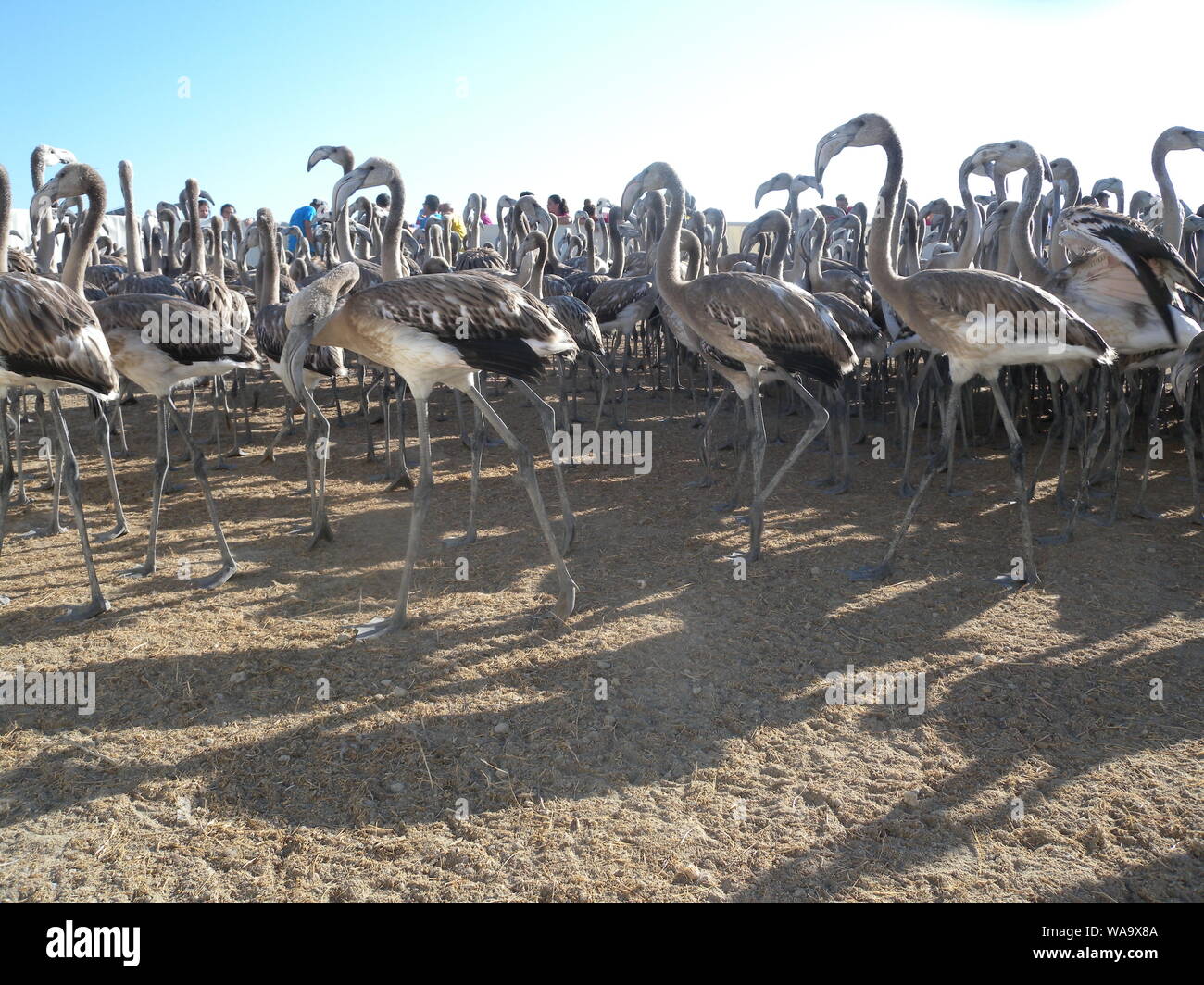 Pink flamingo chickens in Fuente de Piedra Malaga Andalucia, Spain ...