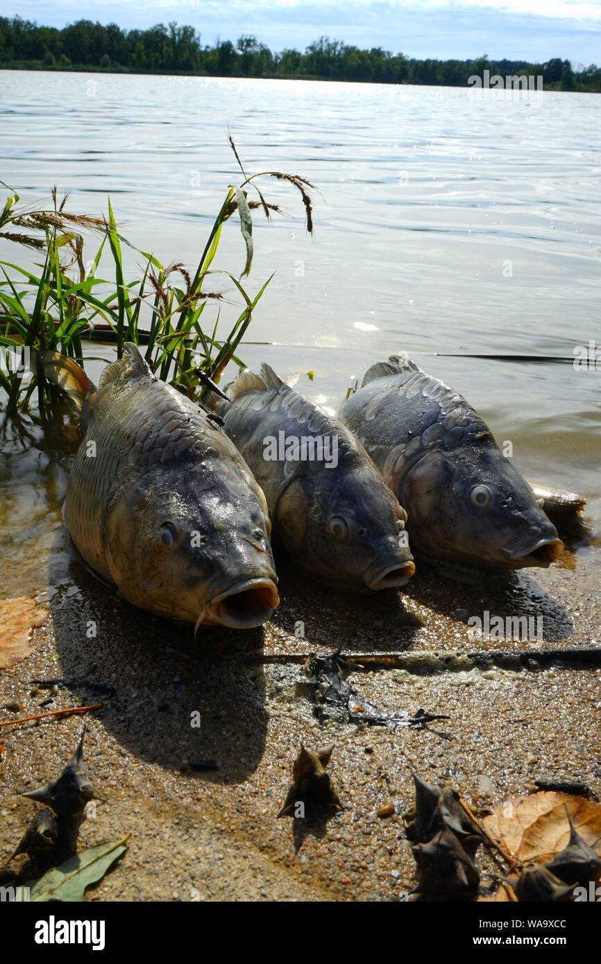 Koi herpes virus hi-res stock photography and images - Alamy