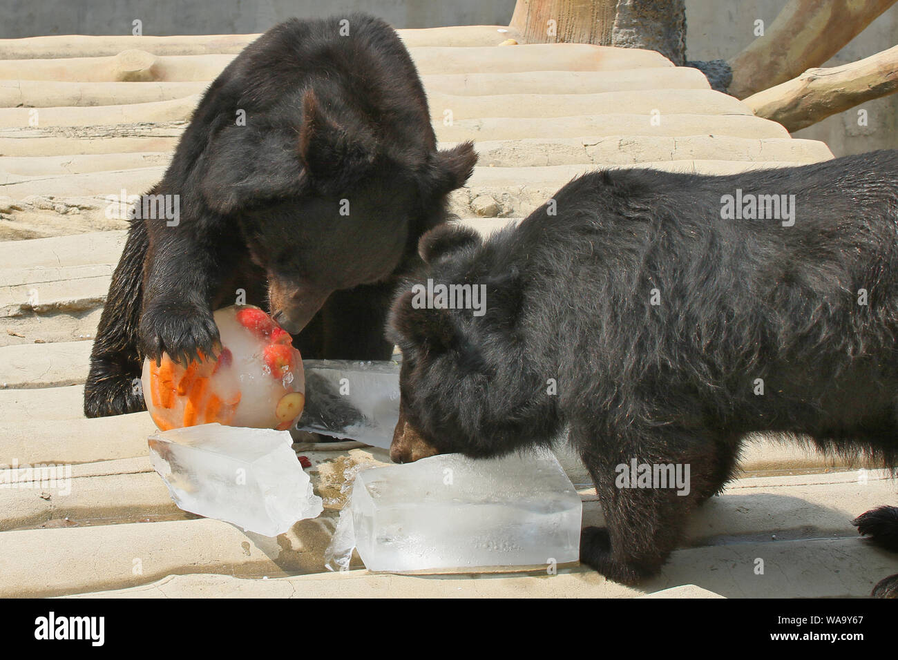 Black bears enjoy iced fruits and vegetables to cool off on a scorcher ...