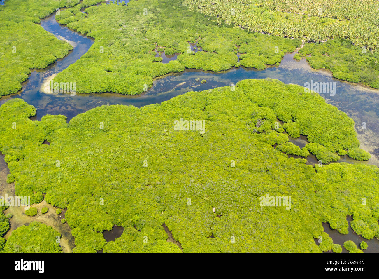 Mangroves, top view. Mangrove forest and winding rivers. Tropical ...