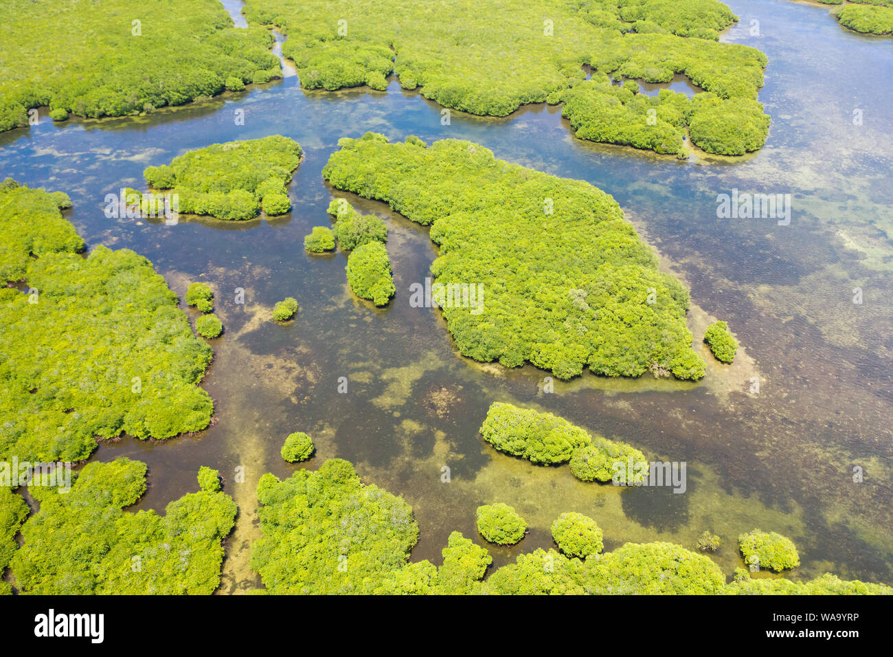 Mangroves, top view. Mangrove forest and winding rivers. Tropical ...