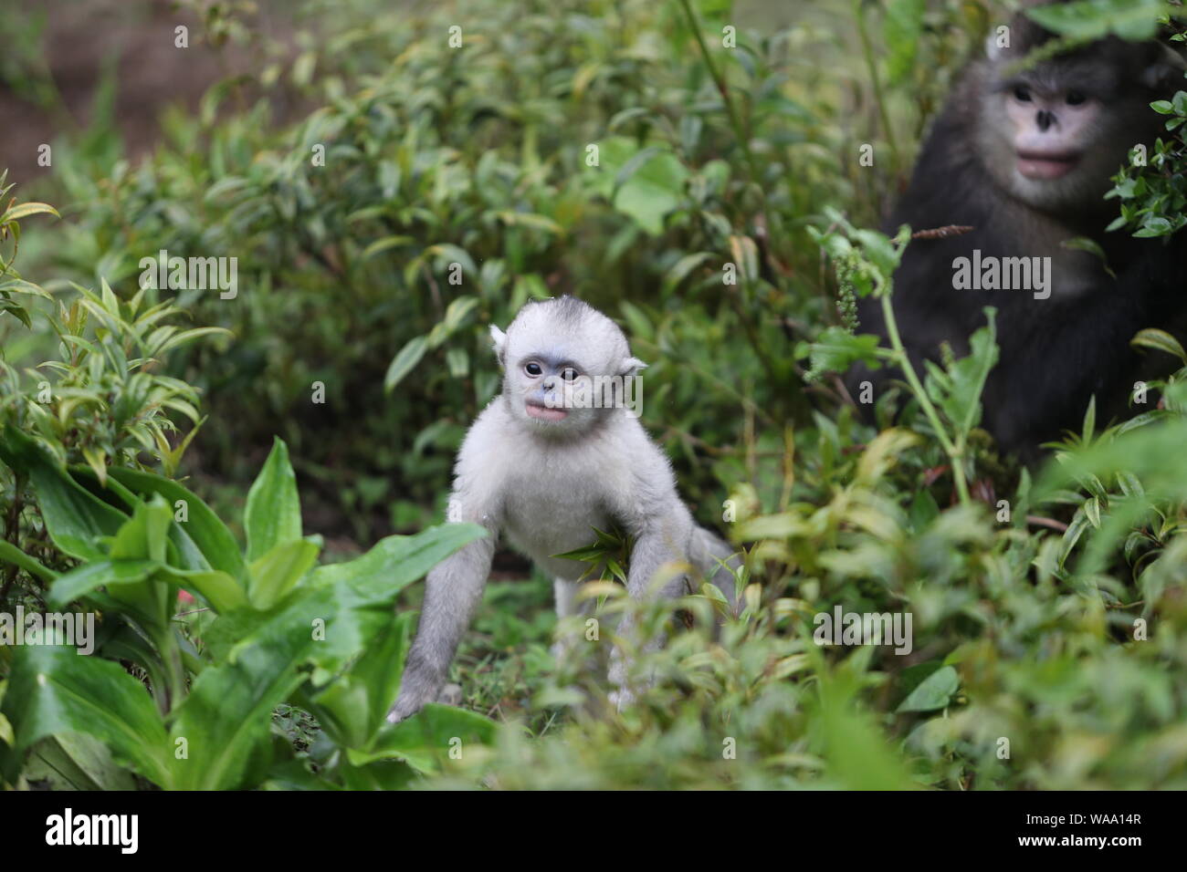 --FILE--The black-and-white snub-nosed monkeys or Yunnan golden hair ...
