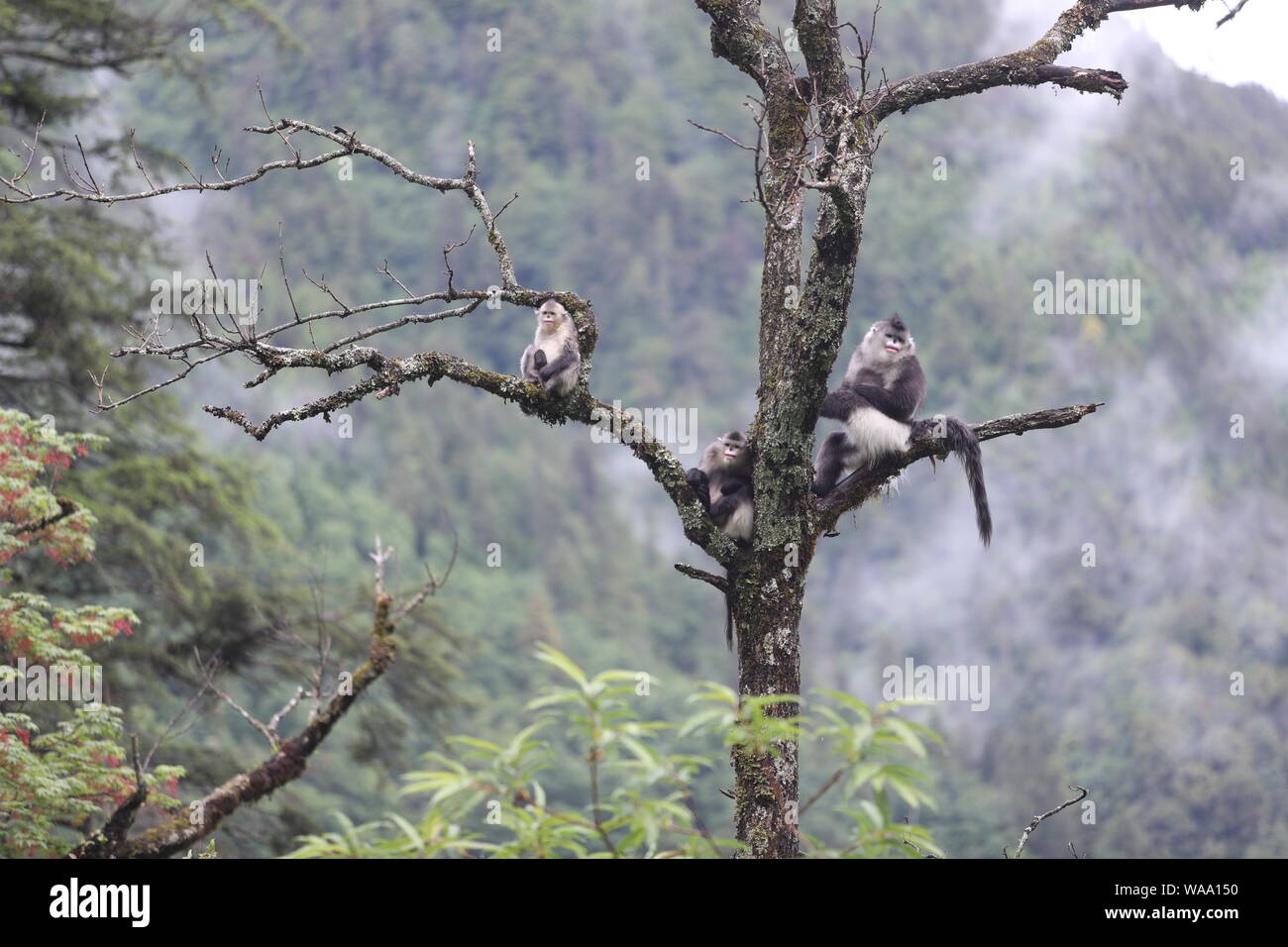 --FILE--The black-and-white snub-nosed monkeys or Yunnan golden hair ...