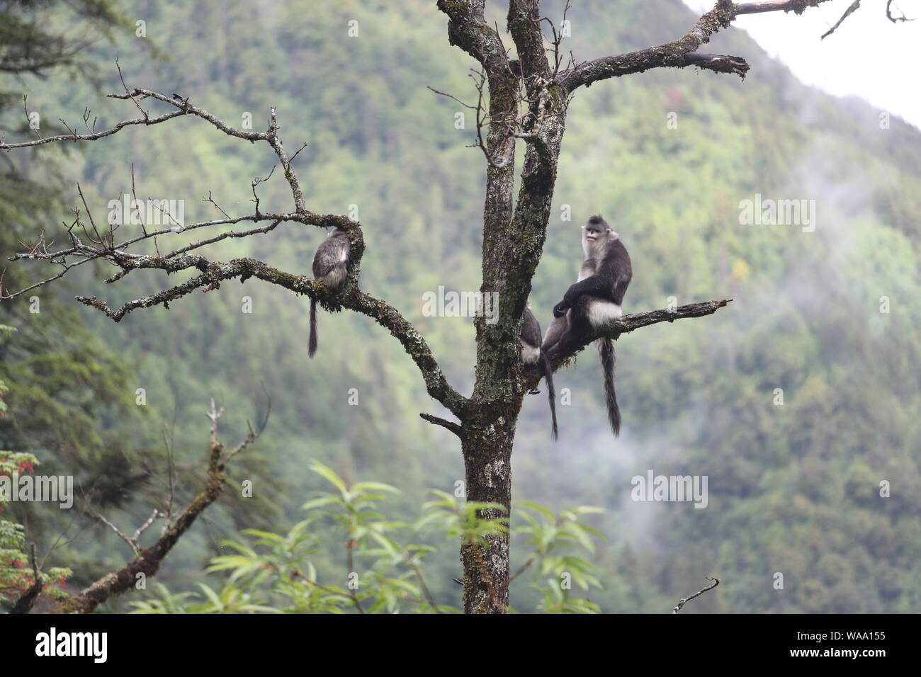 --FILE--The black-and-white snub-nosed monkeys or Yunnan golden hair ...