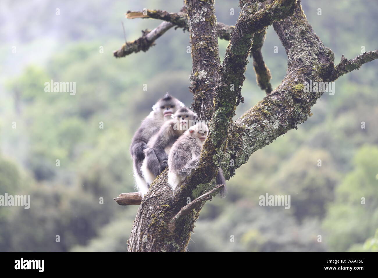 --FILE--The black-and-white snub-nosed monkeys or Yunnan golden hair ...