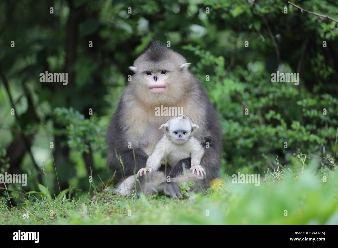 Yunnan golden monkeys hi-res stock photography and images - Alamy