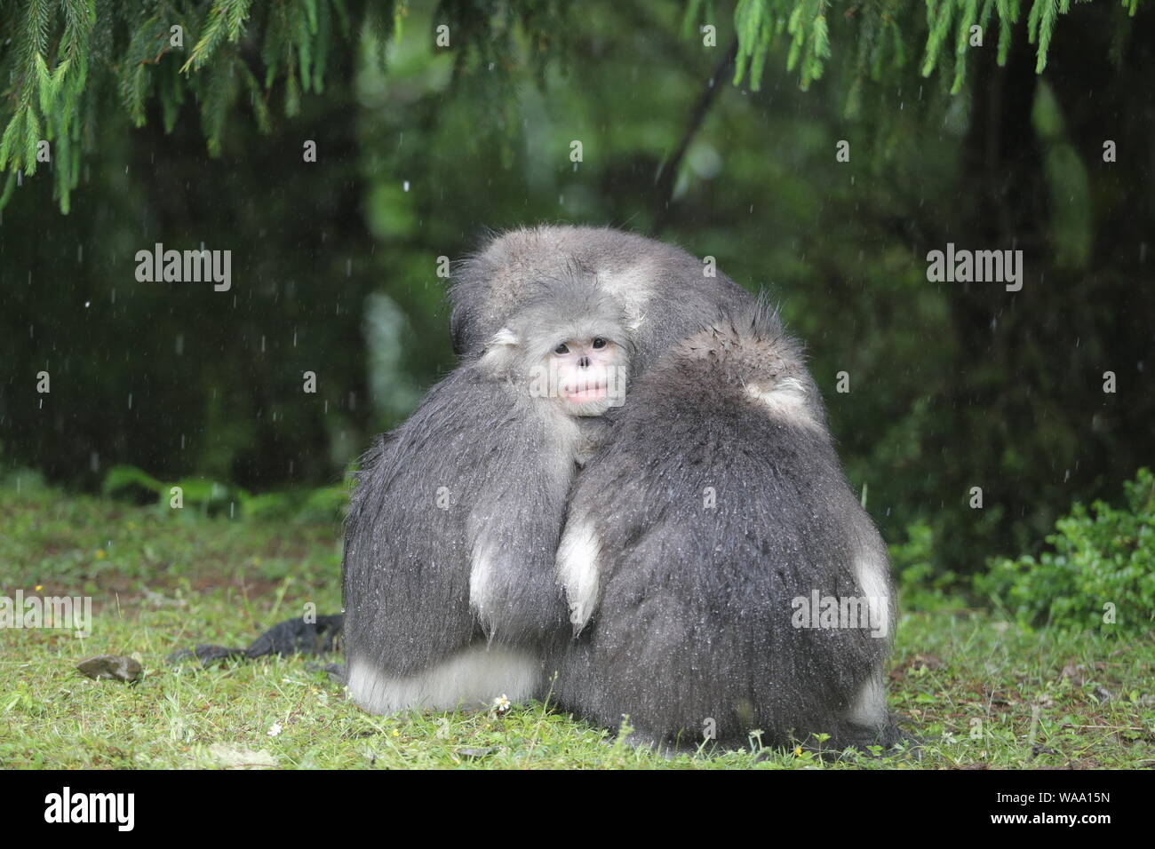 --FILE--The black-and-white snub-nosed monkeys or Yunnan golden hair ...