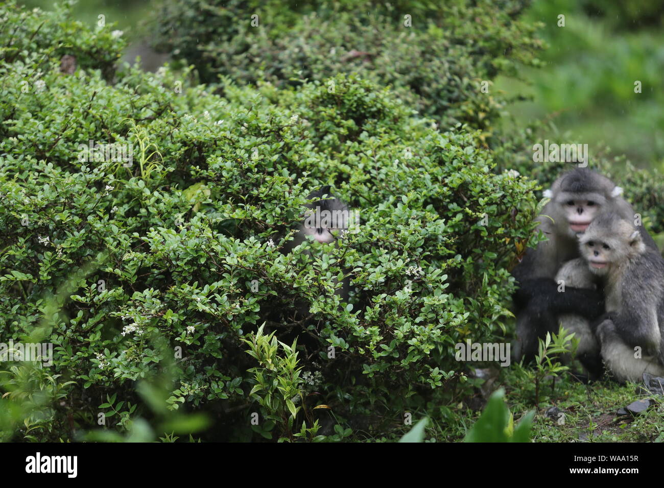 --FILE--The black-and-white snub-nosed monkeys or Yunnan golden hair ...