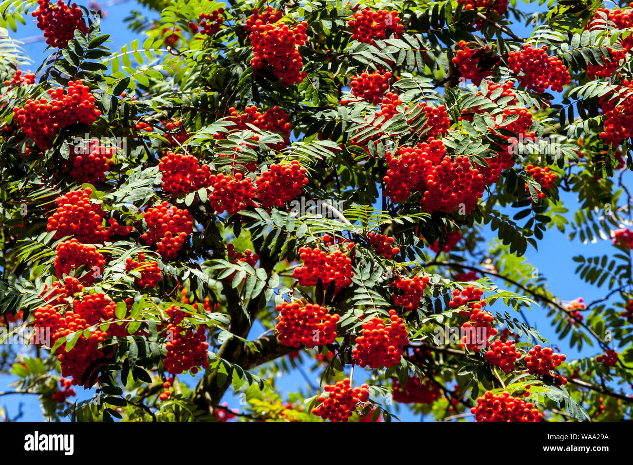 Rowan berries hi-res stock photography and images - Alamy
