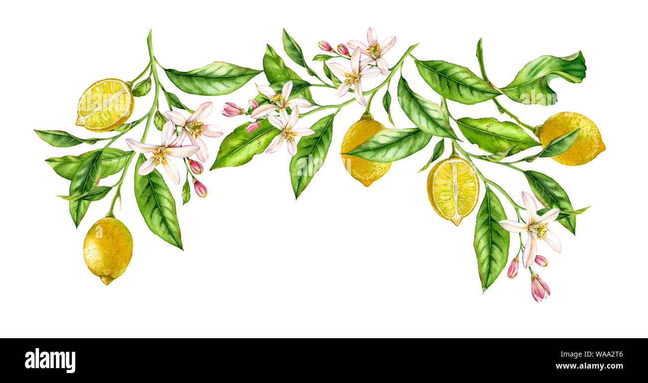 Lemon tree flowers hi-res stock photography and images - Alamy