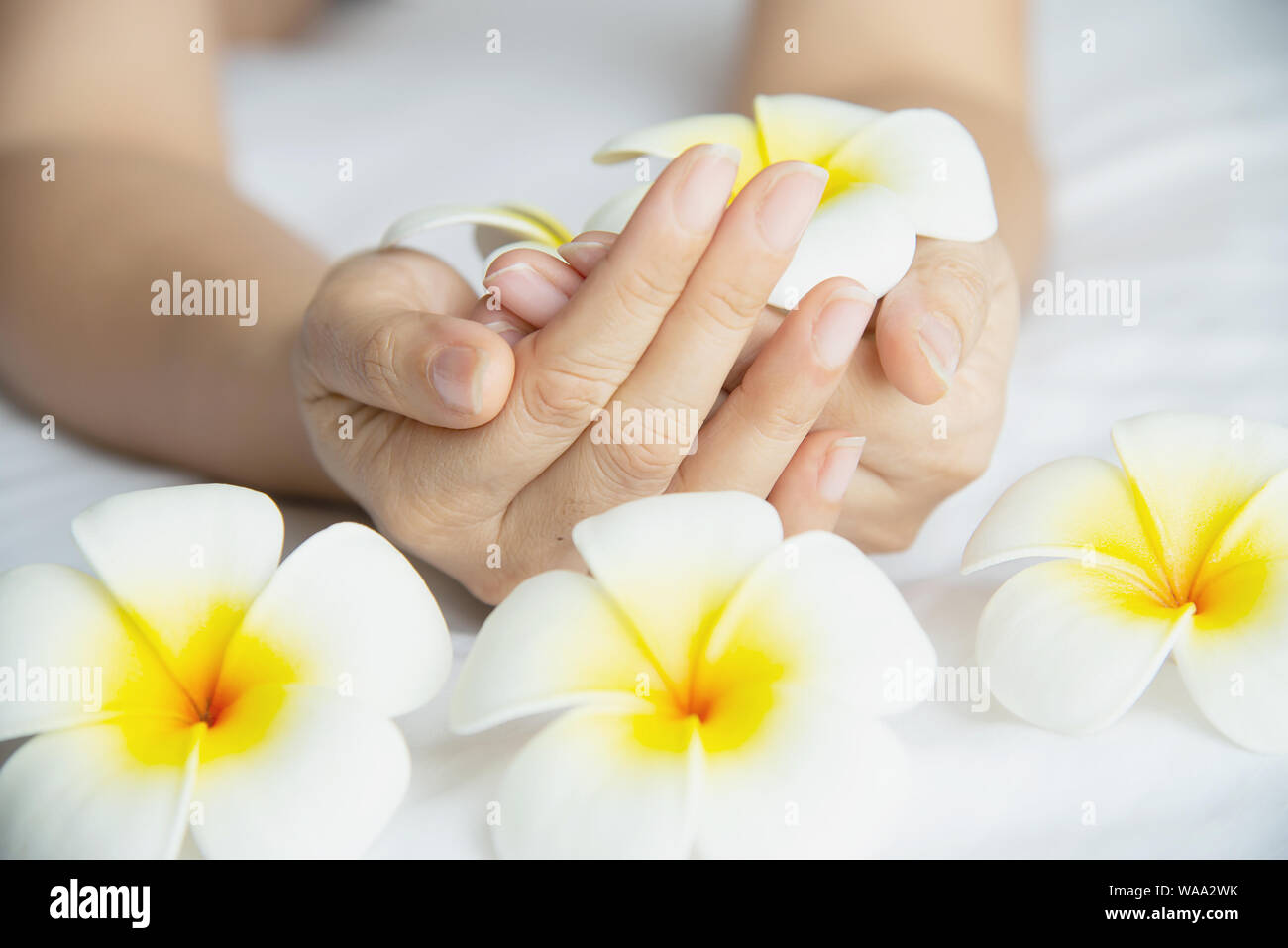 Lady hand holding beautiful white yellow plumeria flowers on white bed ...