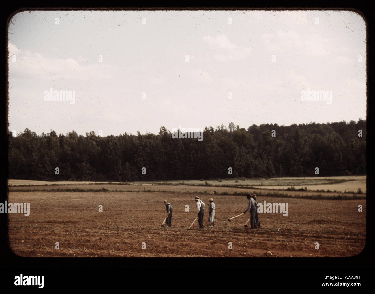 Chopping cotton hi-res stock photography and images - Alamy