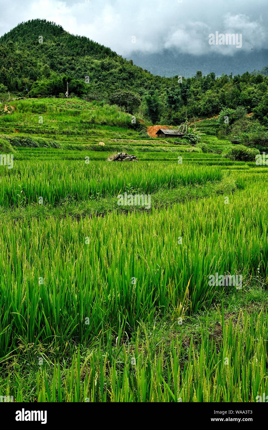 Rice fields on terraced in Sapa, Vietnam. Rice fields prepare the ...