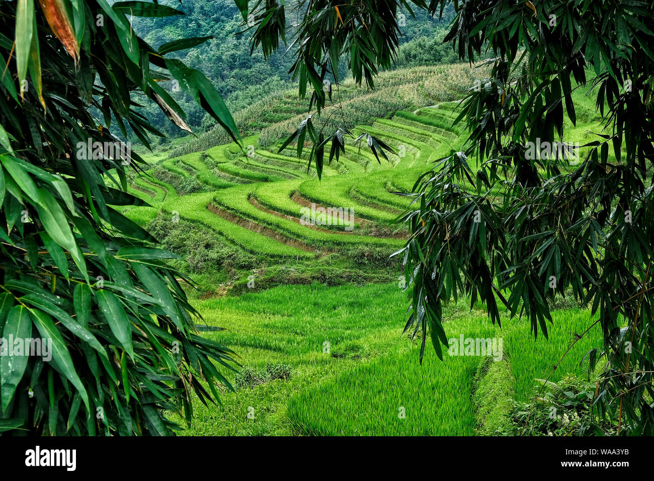Rice fields on terraced in Sapa, Vietnam. Rice fields prepare the ...