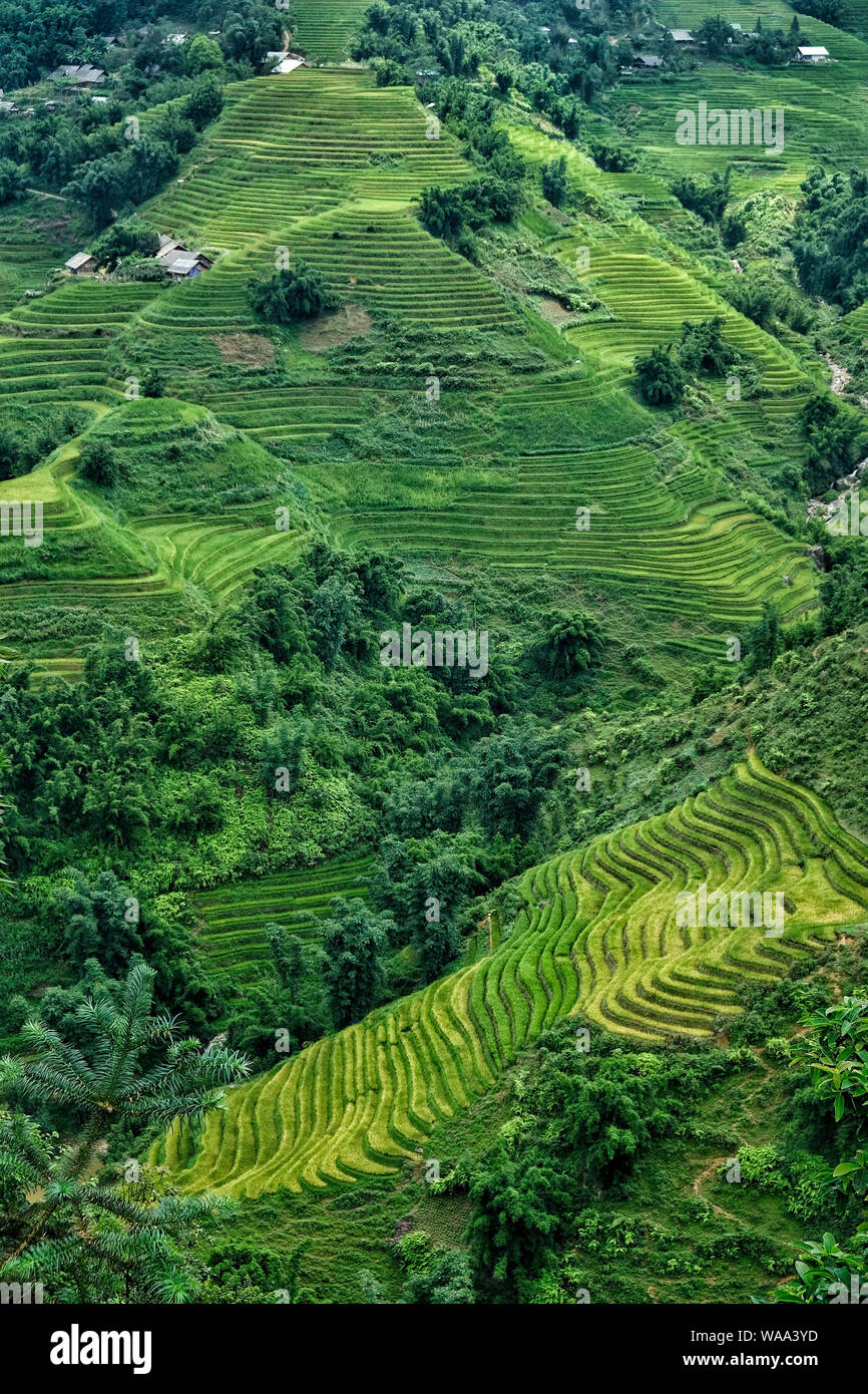 Rice fields on terraced in Sapa, Vietnam. Rice fields prepare the ...