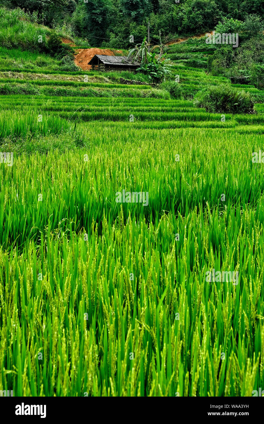 Rice fields on terraced in Sapa, Vietnam. Rice fields prepare the ...