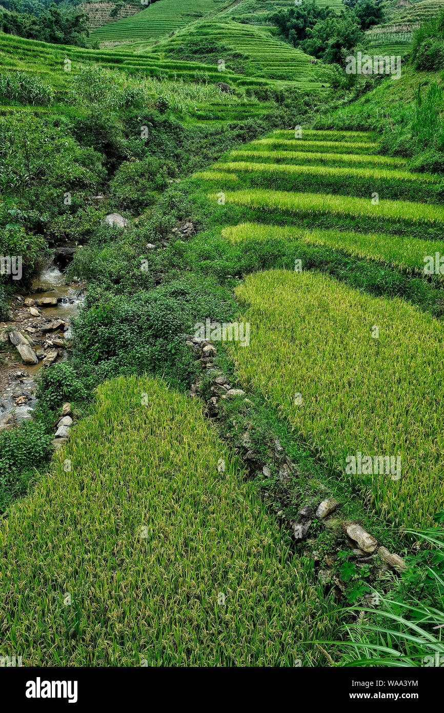 Rice fields on terraced in Sapa, Vietnam. Rice fields prepare the ...