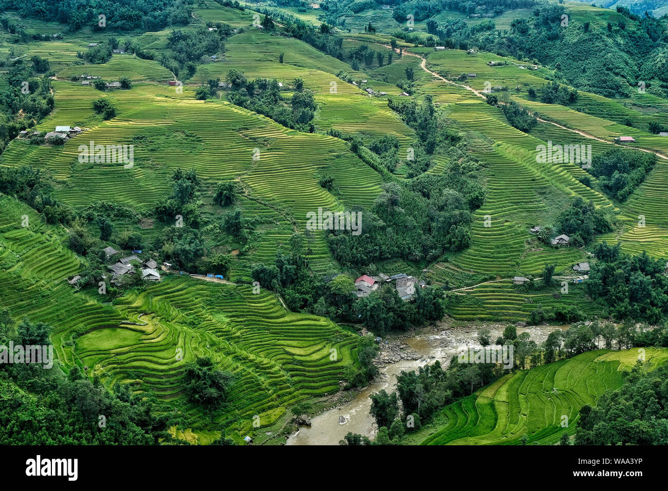 Rice Paddy Terrace