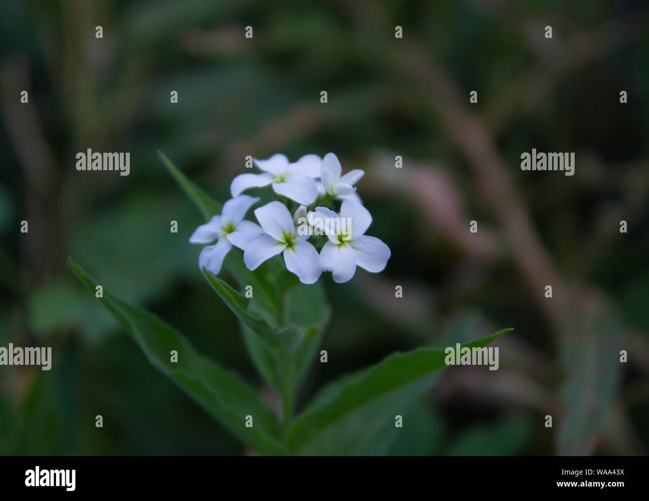 Night scented gilliflower hi-res stock photography and images - Alamy