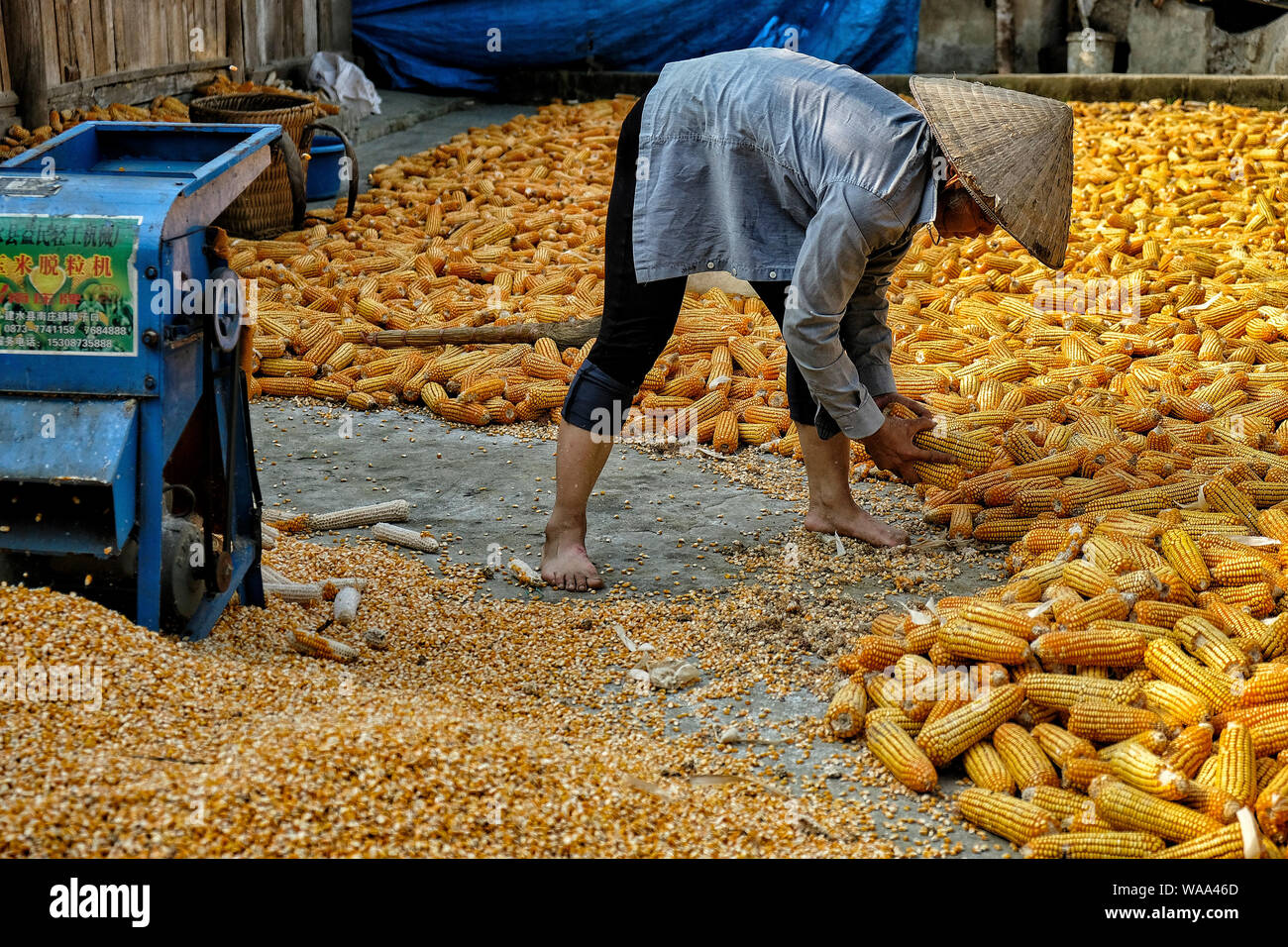 Bac Ha, Vietnam - August 25: Woman drying corn on August 25, 2018 in ...