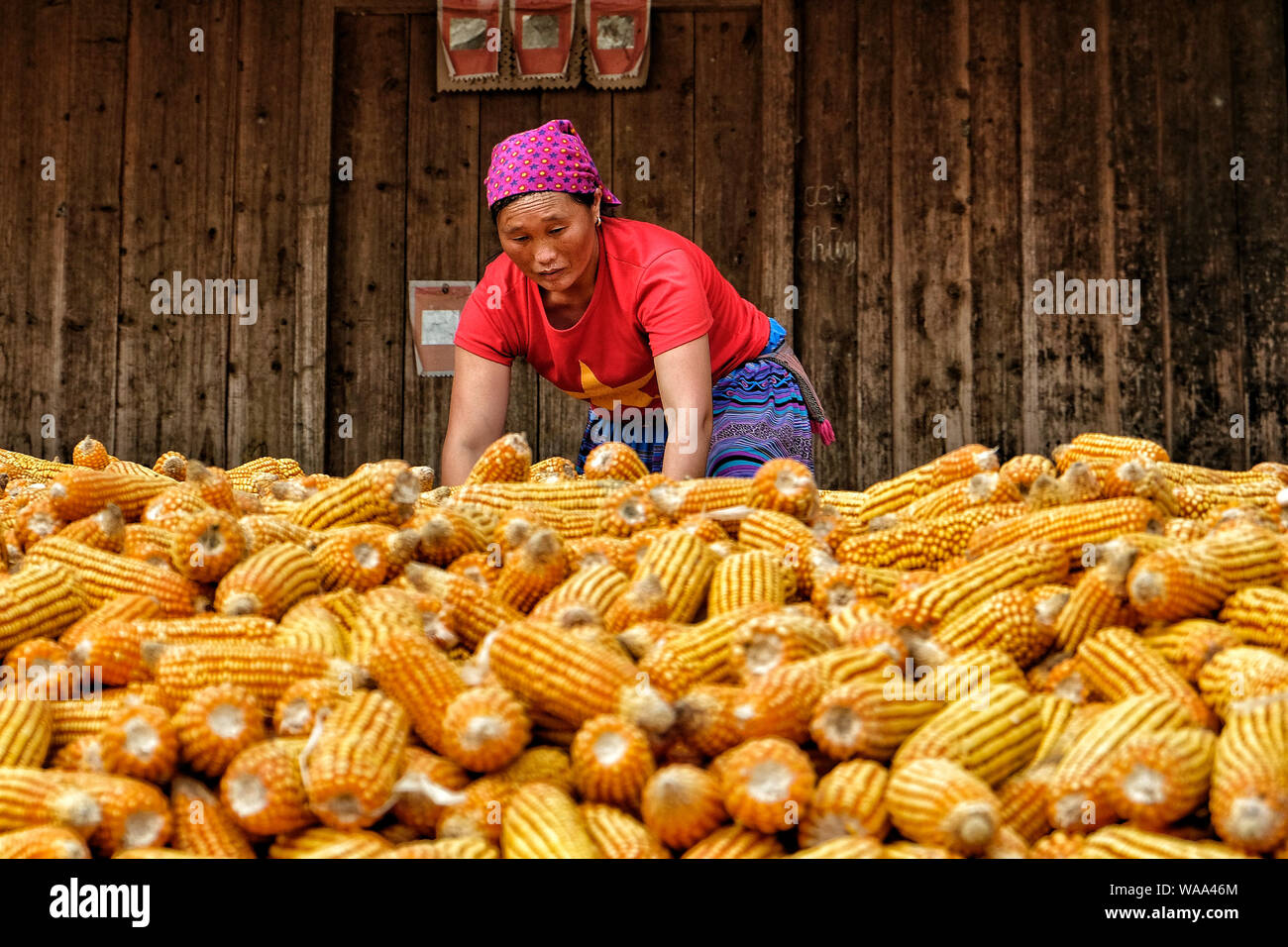 Bac Ha, Vietnam - August 25: Woman drying corn on August 25, 2018 in ...