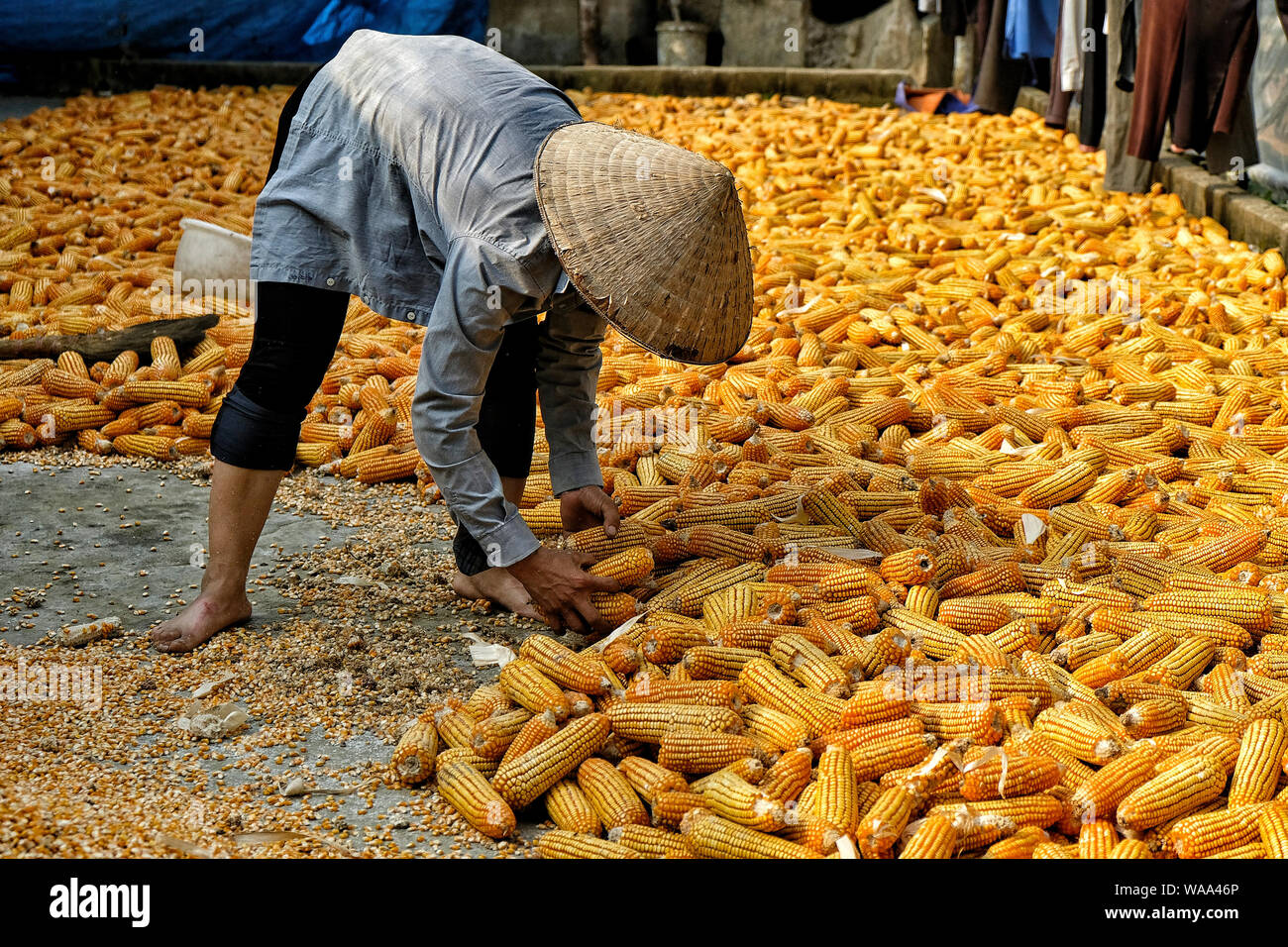 Bac Ha, Vietnam - August 25: Woman drying corn on August 25, 2018 in ...