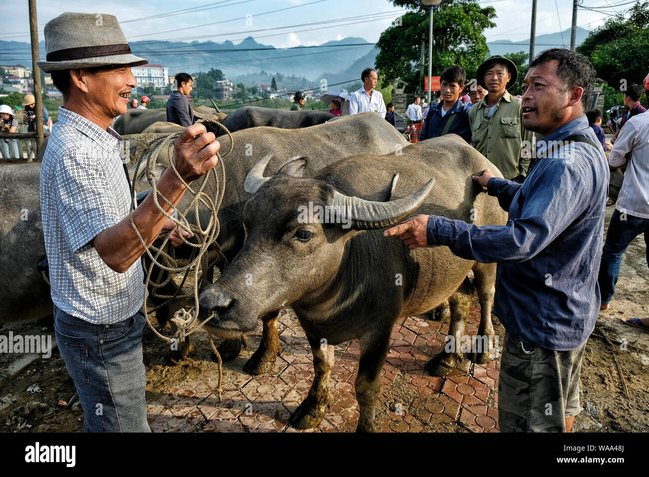 Vietnamese cow hi-res stock photography and images - Alamy