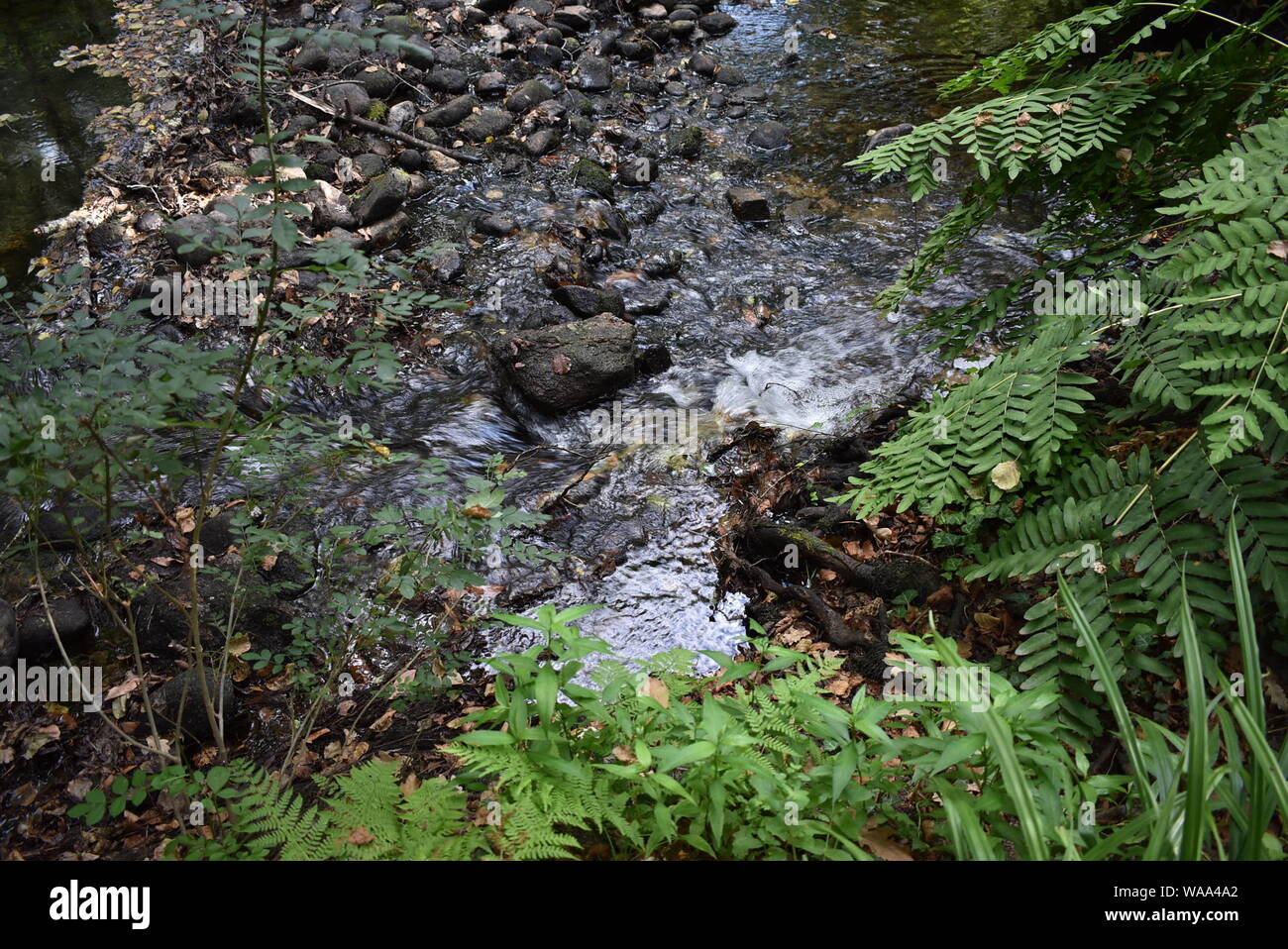 Rio Dão, Alcafache, Portugal Stock Photo - Alamy