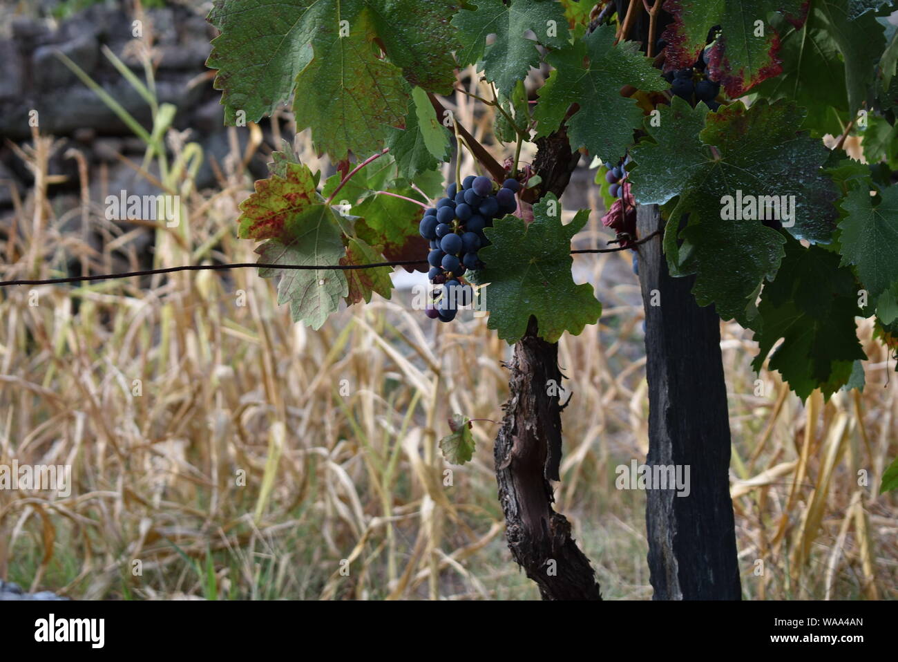 Alcafache hi-res stock photography and images - Alamy