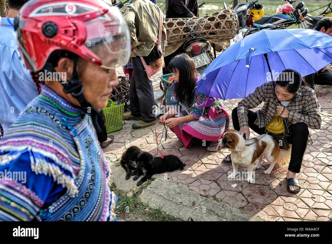 Vietnam bac ha dog in hi-res stock photography and images - Alamy