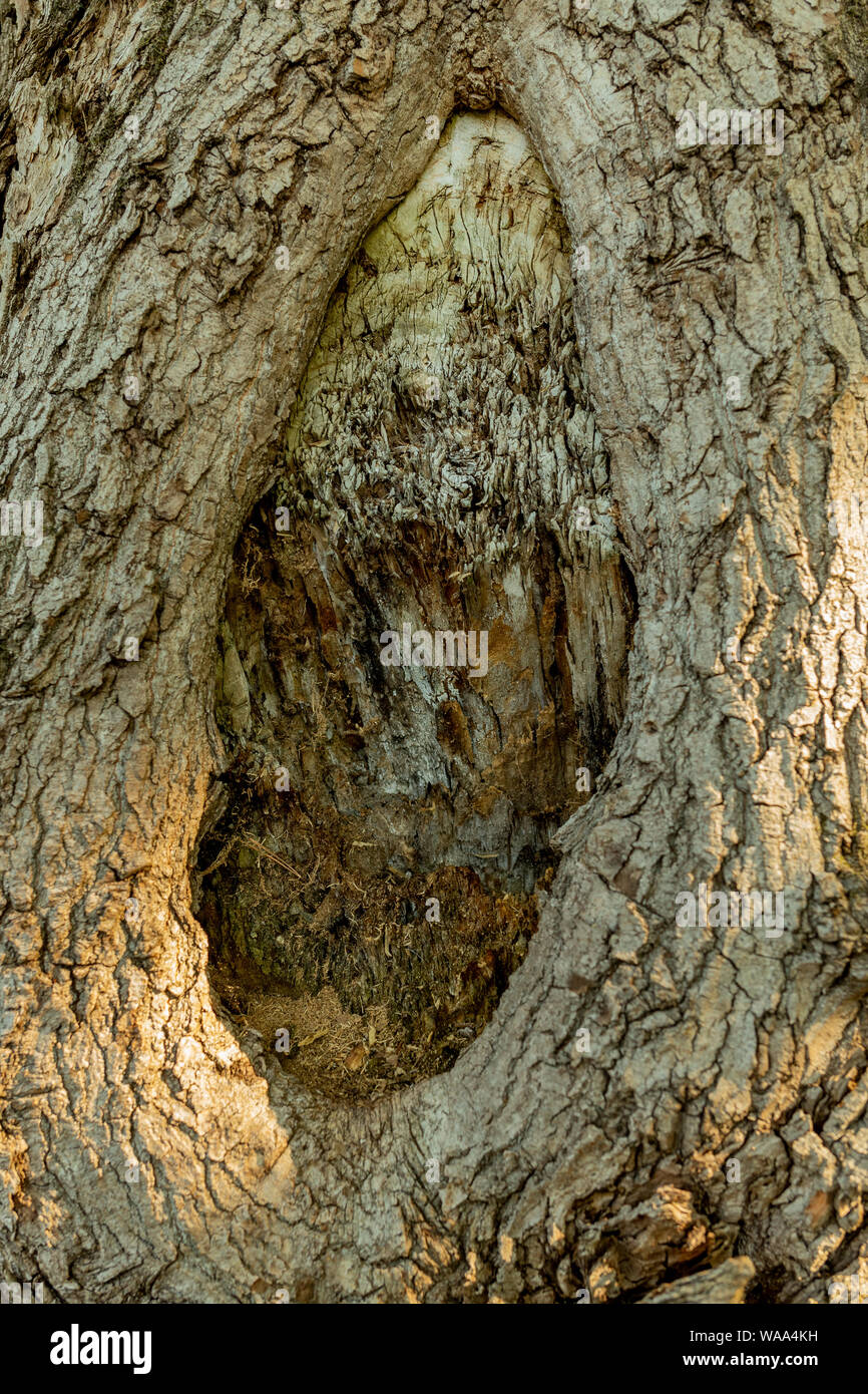 Big knot in the trunk of an oak. Morning in a sunny park, forest. Tree ...