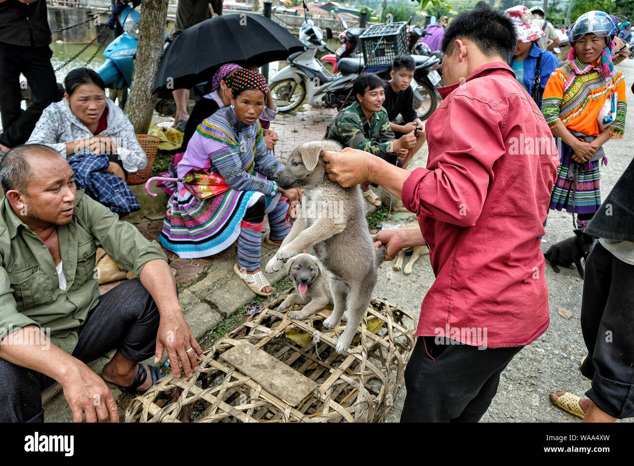 Vietnam bac ha dog in hi-res stock photography and images - Alamy