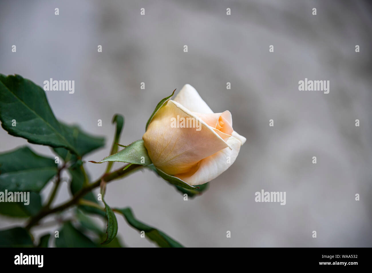 Cream wedding background hi-res stock photography and images - Alamy