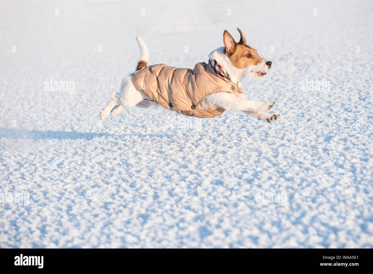 Clothing stylish and funny hi-res stock photography and images - Alamy