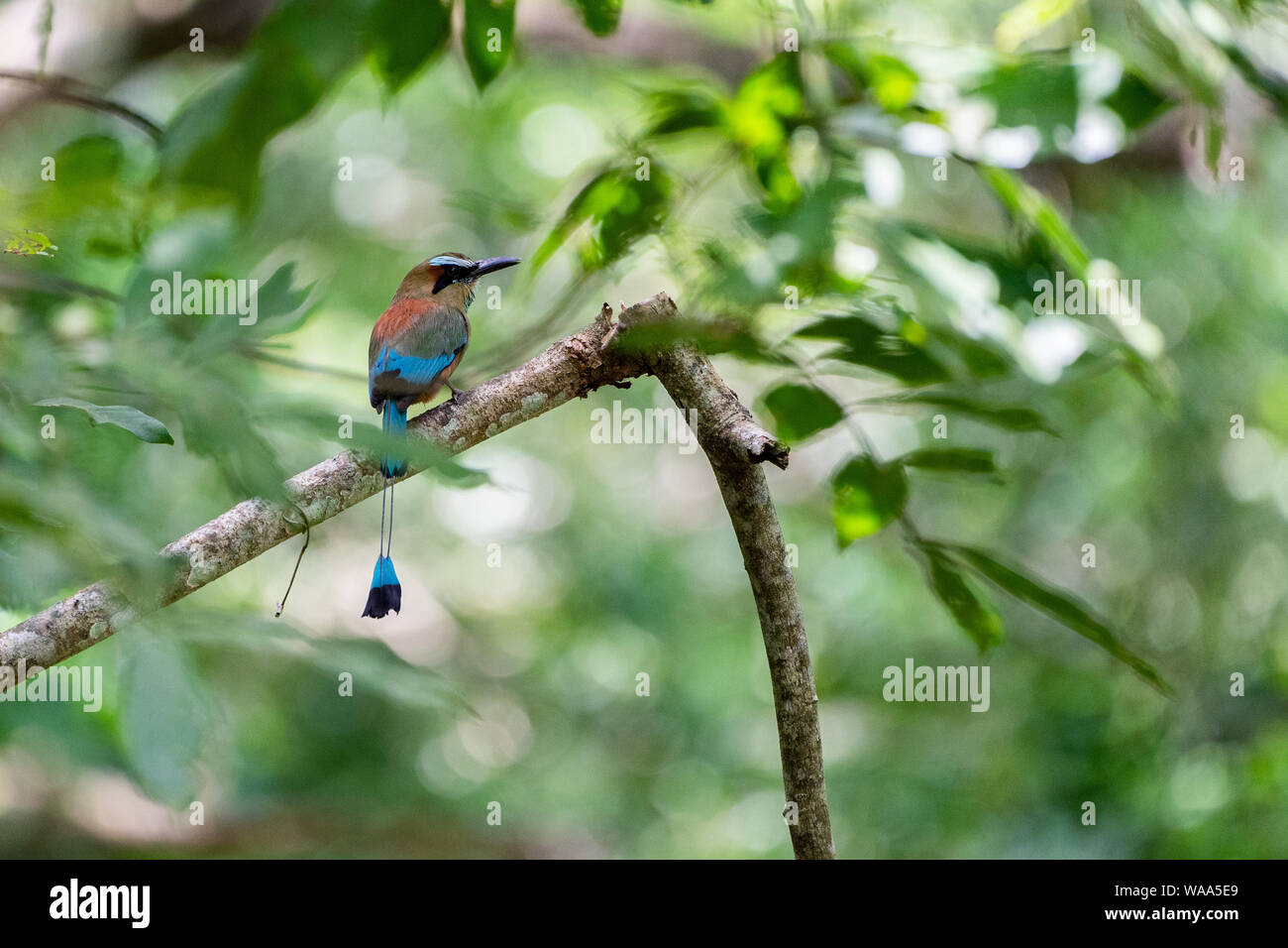 Turquoise-browed motmot (Eumomota superciliosa Stock Photo - Alamy