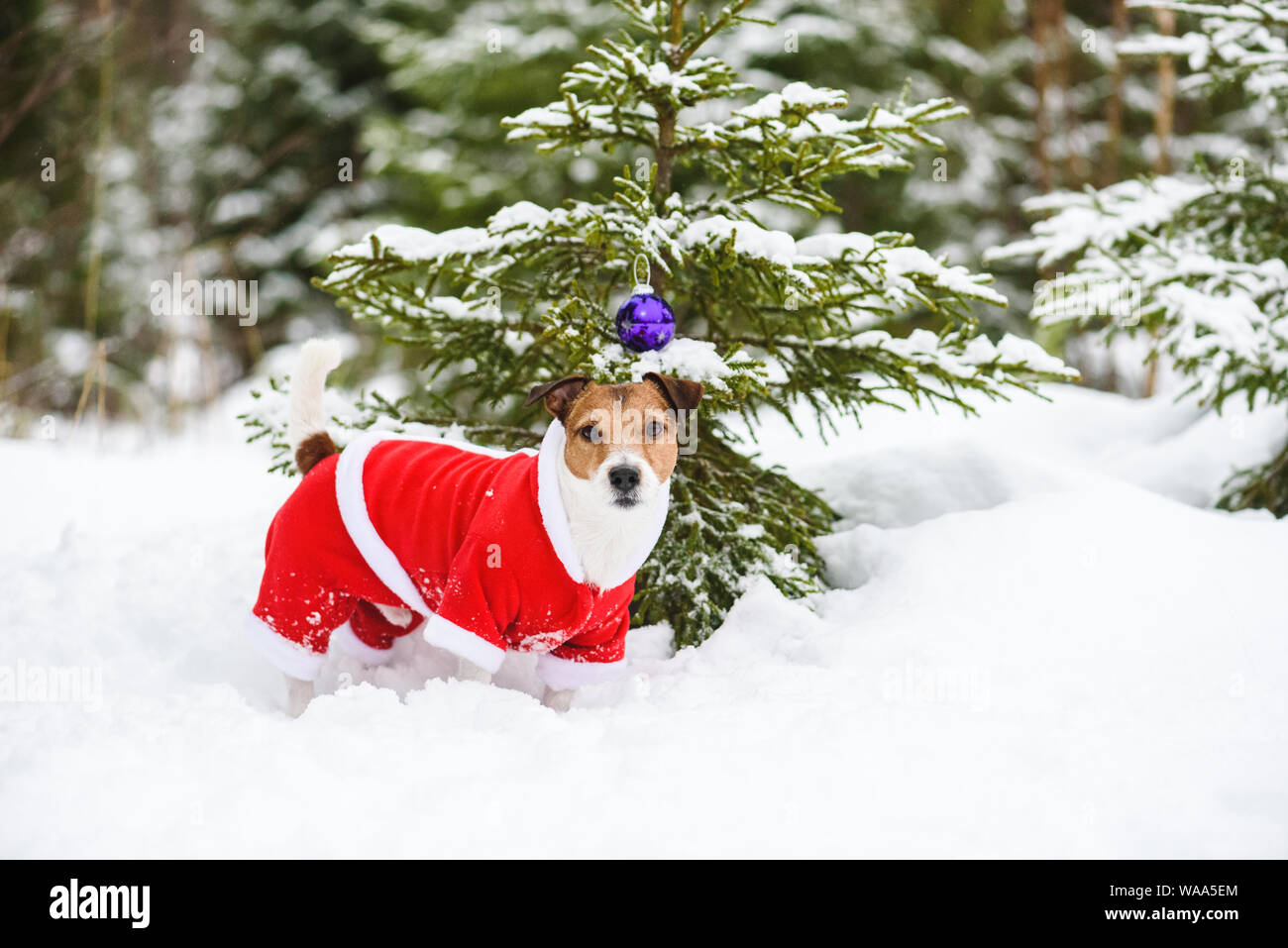 Dog wearing Santa Clauses costume decorating with baubles New Year tree ...