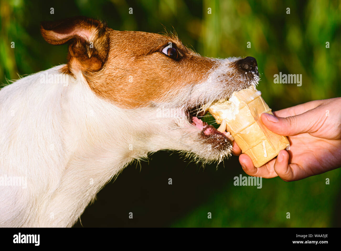 Dog eating ice cream hi-res stock photography and images - Alamy